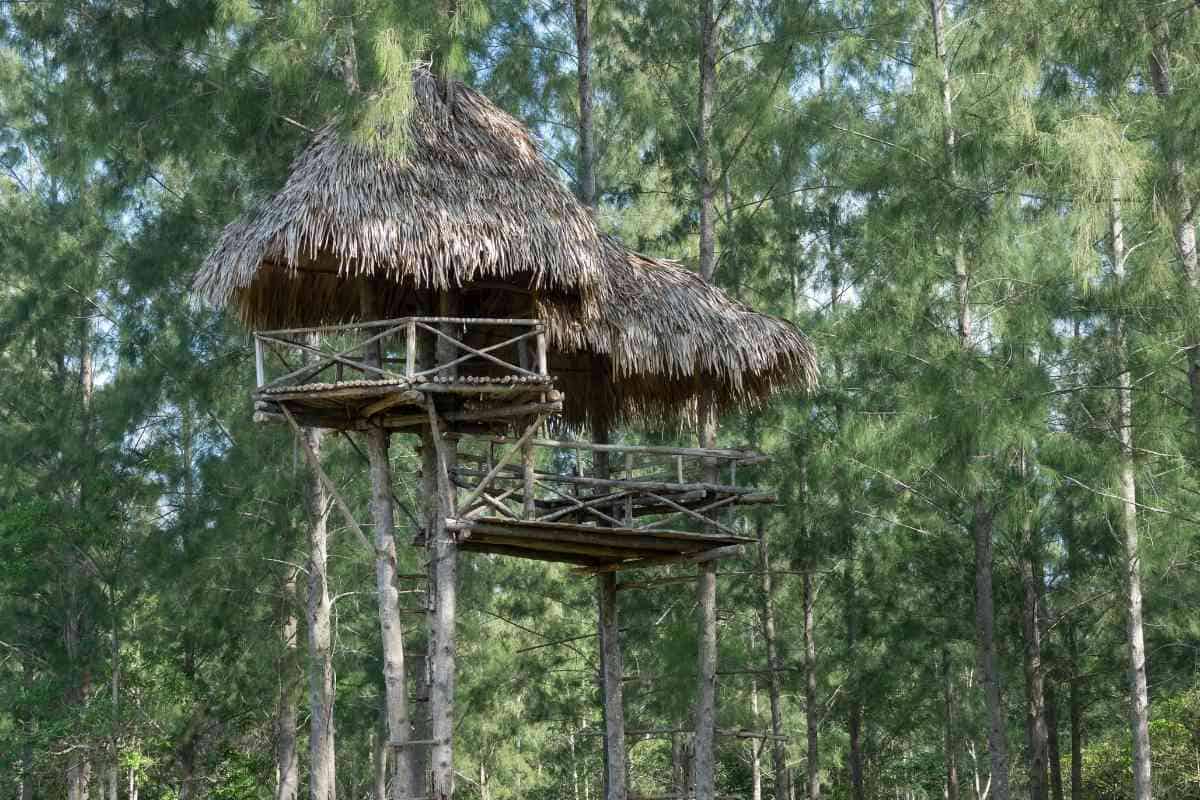 Can You Build a Treehouse in a Dead Tree? - Freedom Residence