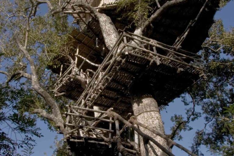 Worst Trees For Treehouses: The Ultimate Guide! - Freedom Residence