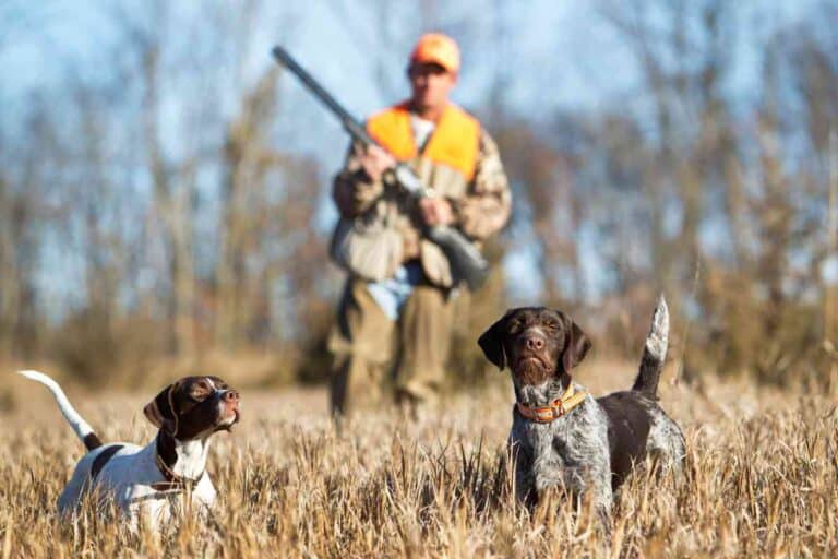 How Many Acres Should You Buy For Hunting? 1-500 Acre Hunting Parcels ...