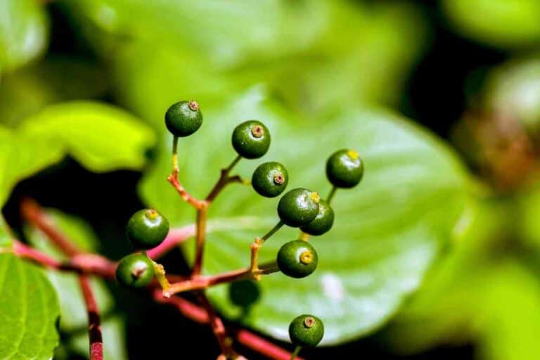 Hackberry Firewood (Use It The Right Way!) - Freedom Residence